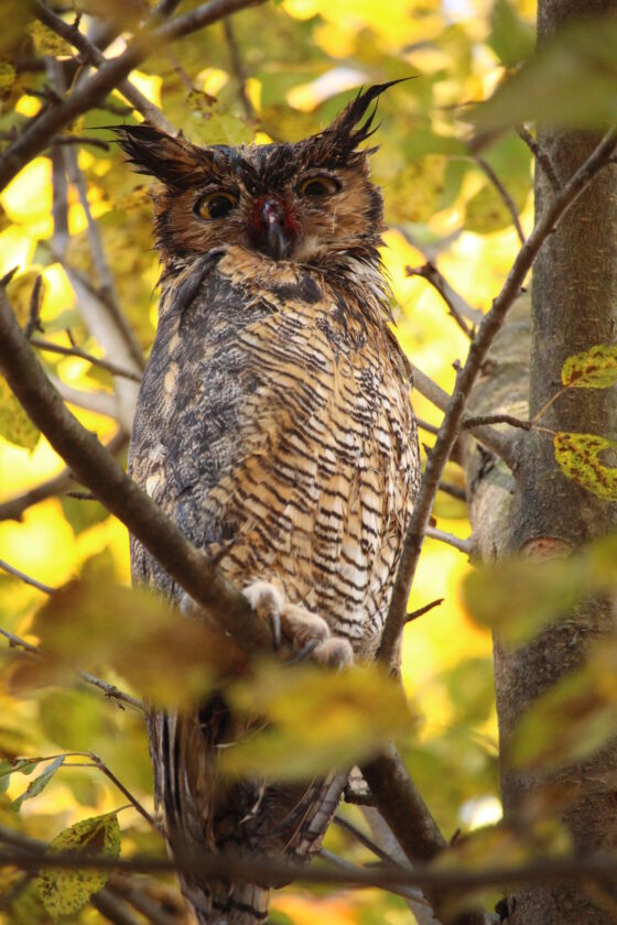 Nature has many surprises | News, Sports, Jobs - Observer Today